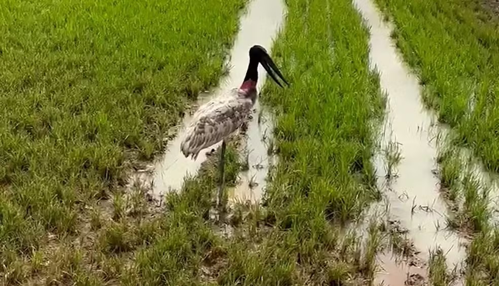 Tuiuiú resgatado após 'passear' por cidade é solto próximo a Ilha do ...